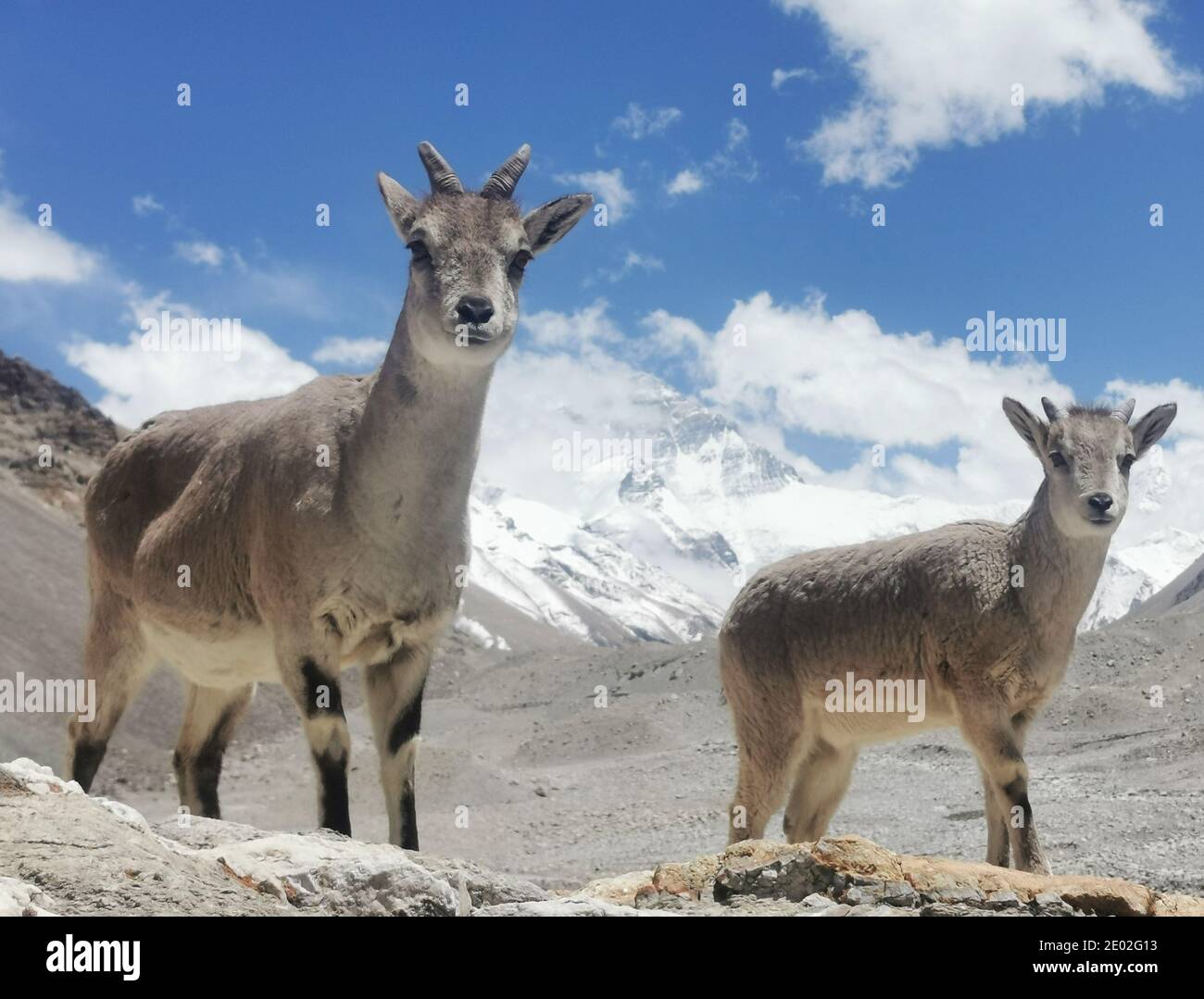 Beijing, China. 14th May, 2020. Photo taken on May 14, 2020 shows blue ...
