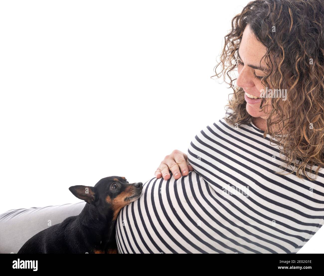 pregnant woman and pinscher in front of white background Stock Photo ...