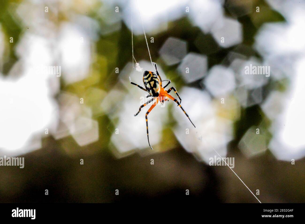 Manila, Philippines. 29th Dec, 2020. A spider is seen at a park in ...