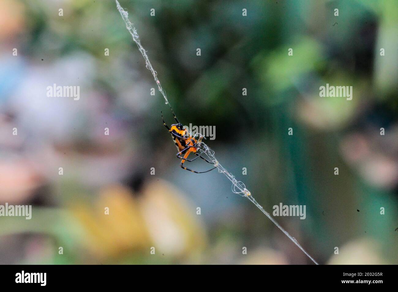 Manila, Philippines. 29th Dec, 2020. A spider is seen at a park in ...