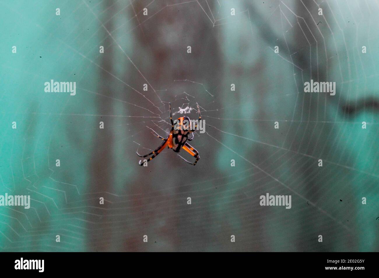 Manila, Philippines. 29th Dec, 2020. A spider is seen at a park in ...