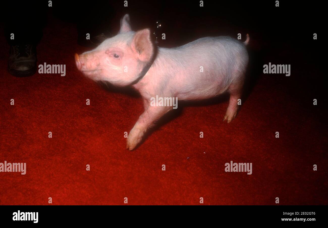 Los Angeles, California, USA 29th April 1996 Babe the pig attends MTV's ...
