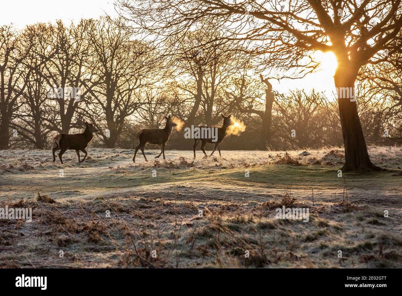Richmond park winter hi-res stock photography and images - Alamy