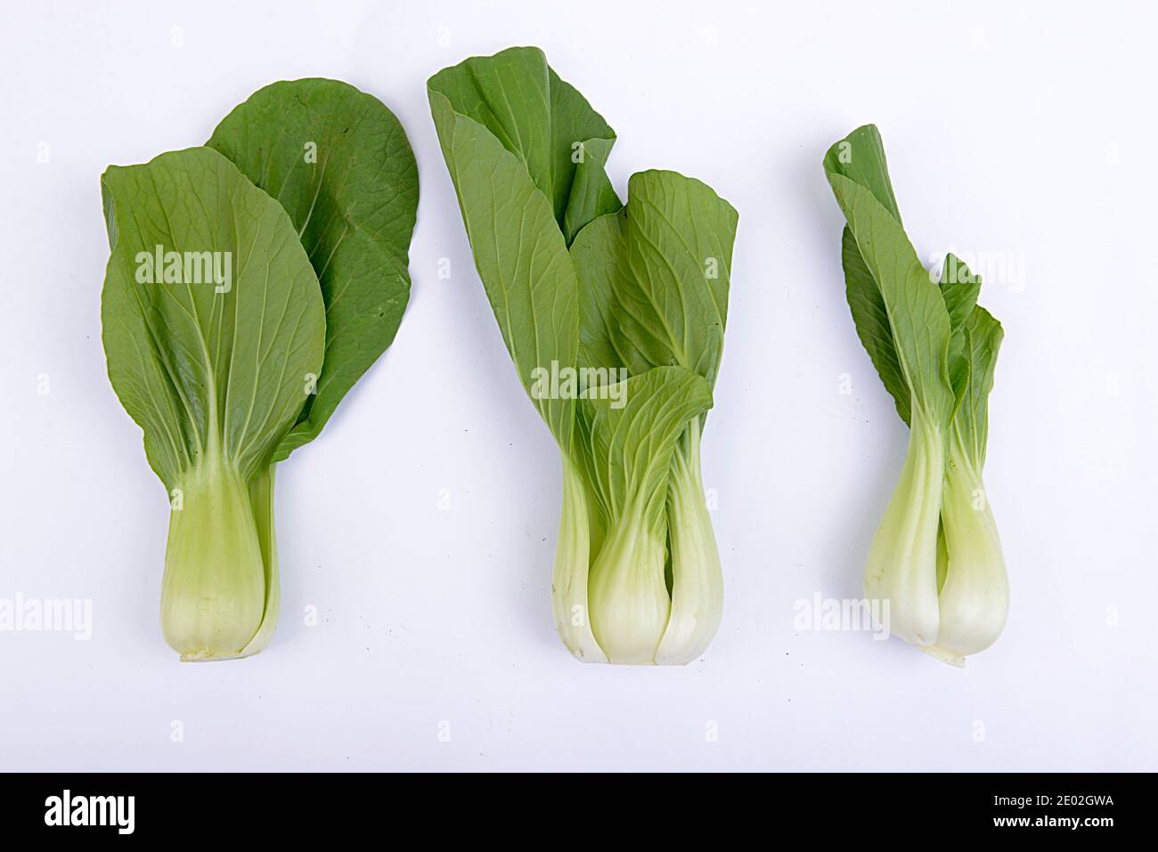 Mustard pakcoy or bok choy isolated over white background Stock Photo ...