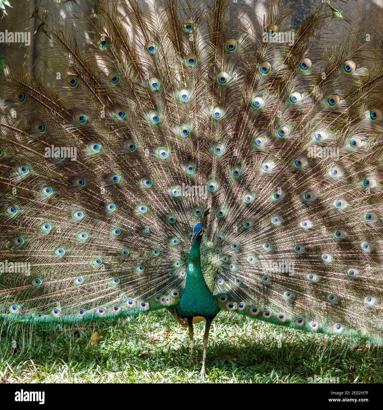 Colorful indian peacock hi-res stock photography and images - Alamy