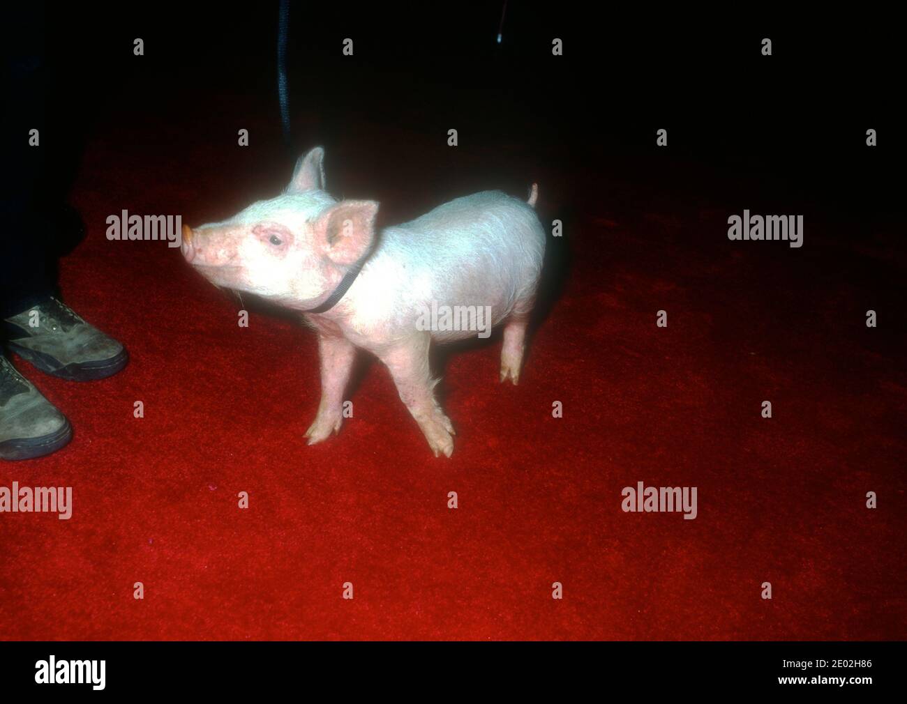 Los Angeles, California, USA 29th April 1996 Babe the pig attends MTV's ...