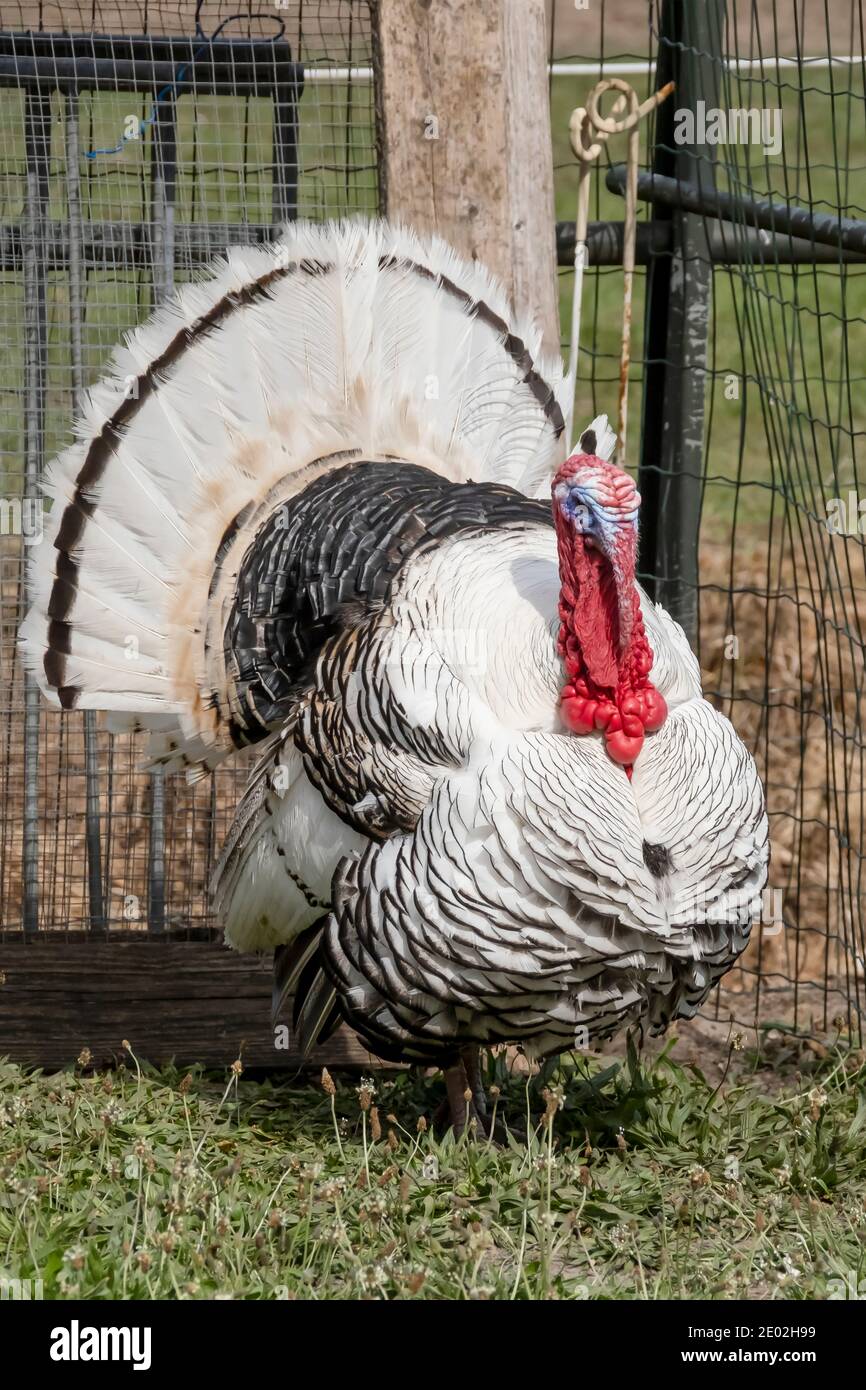 Beautiful domestic turkey bird with red head. wire mesh in the ...