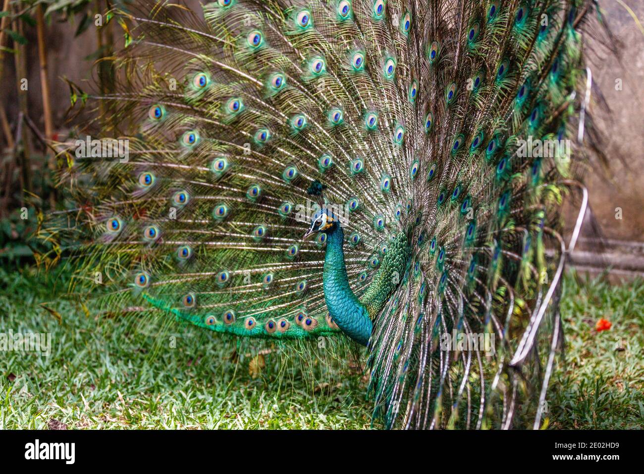 Peacock island india hi-res stock photography and images - Alamy