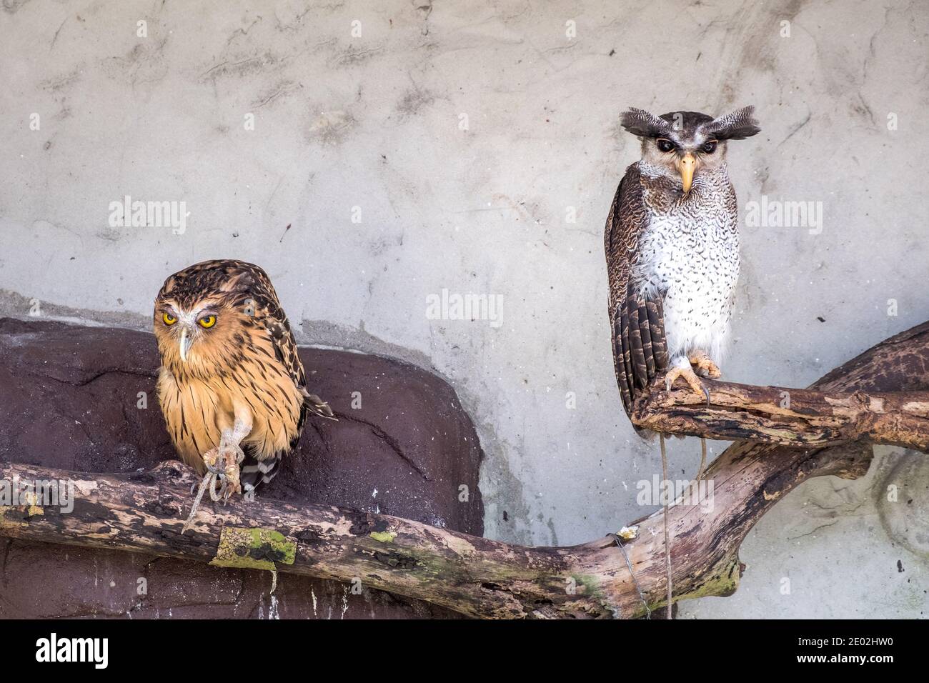 Aviary background hi-res stock photography and images - Alamy