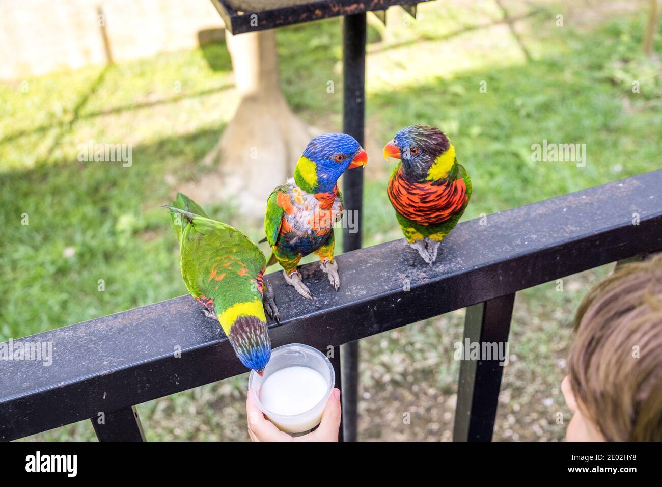 Child polynesia hi-res stock photography and images - Alamy