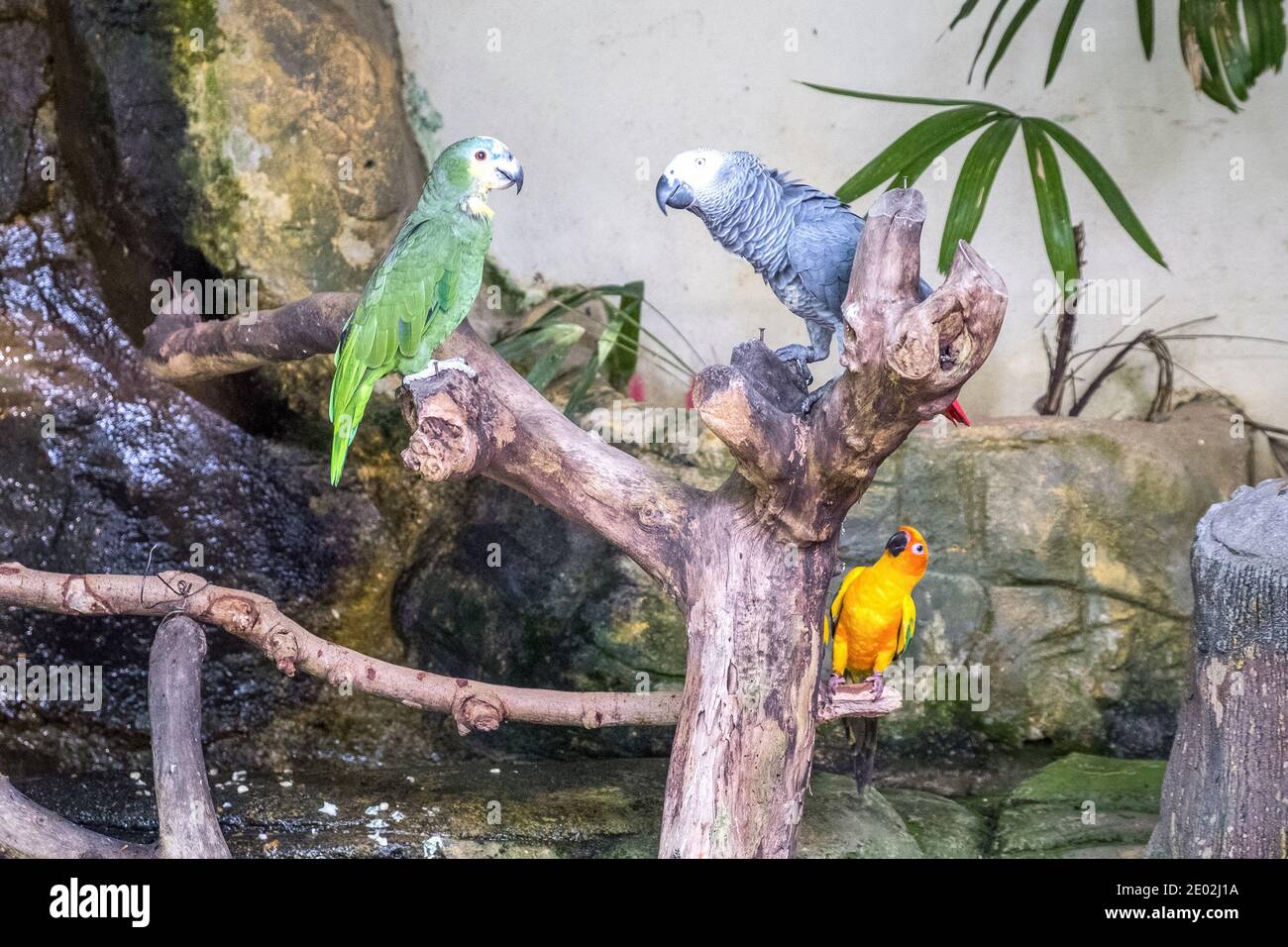 Three parrots hi-res stock photography and images - Alamy