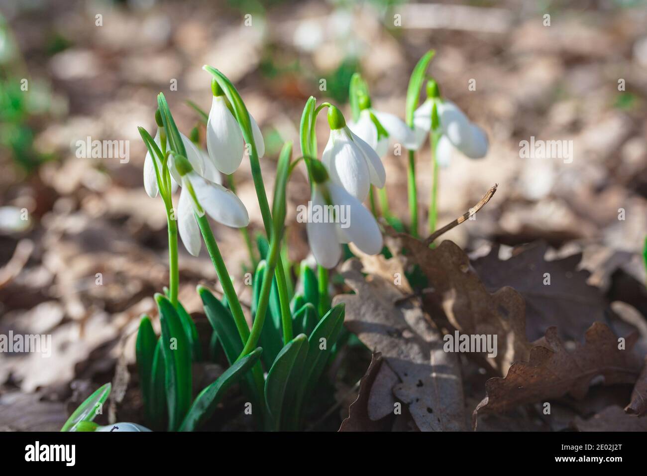 Spring snowdrops grow in the forest. Beautiful heralds of spring Stock ...