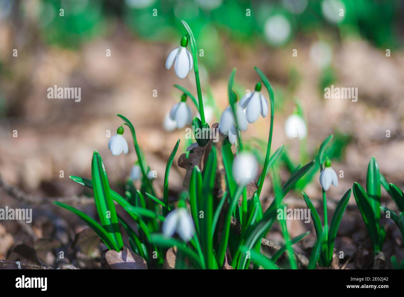 Snowdrops in the forest in the sunlight close-up Stock Photo - Alamy
