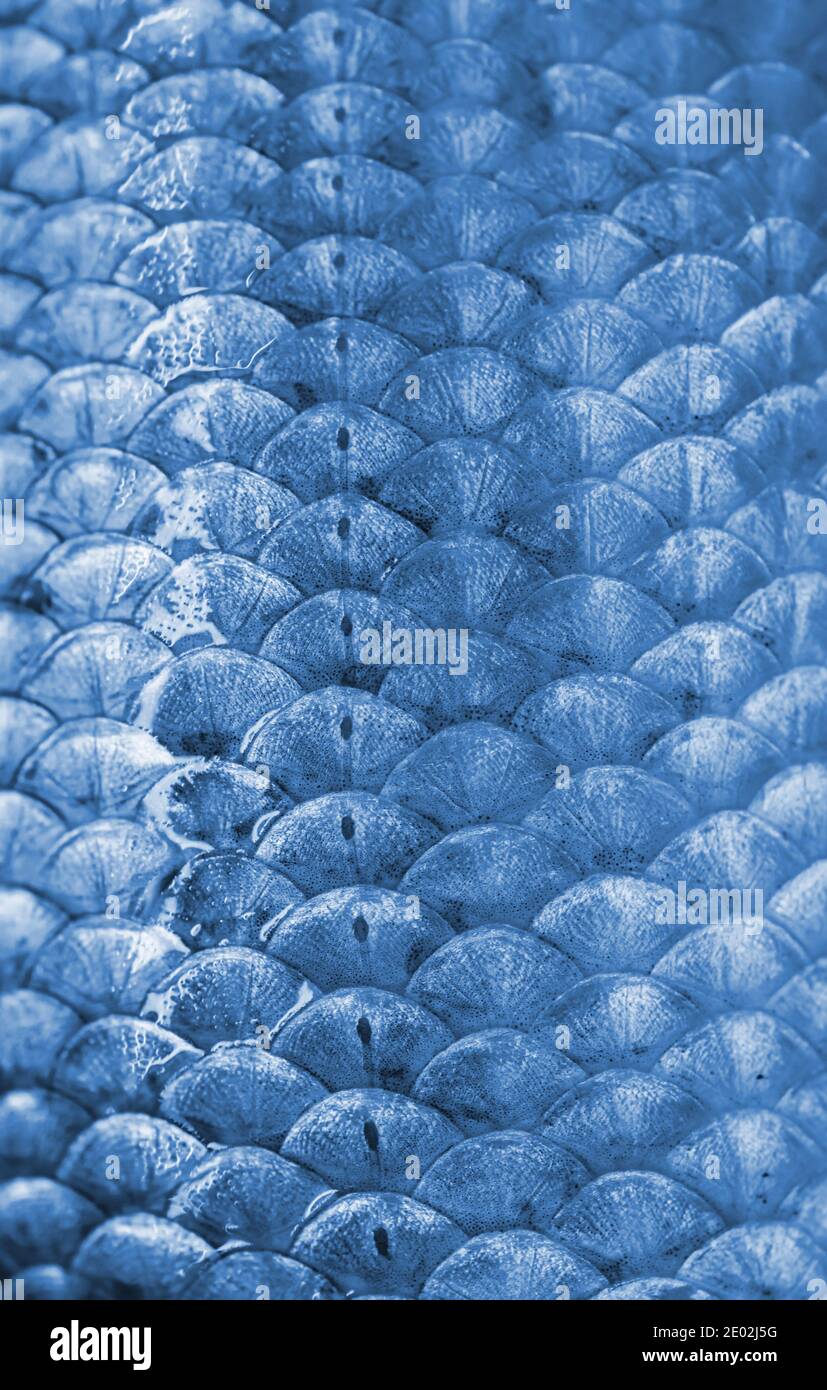 Real crucian fish scales - natural background. Blue toned Stock Photo ...