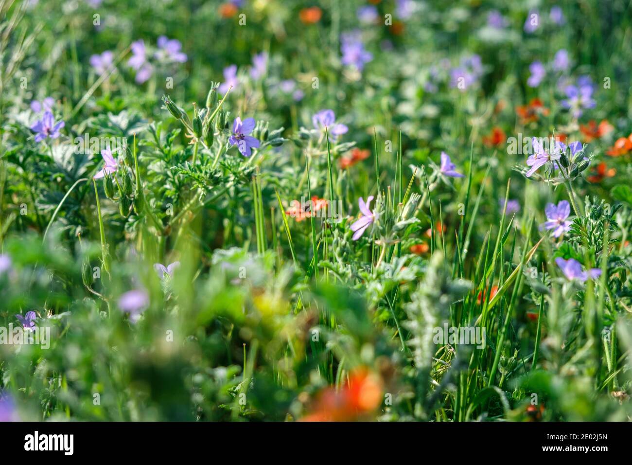 Green spring field with wild flowers and herbs Stock Photo - Alamy