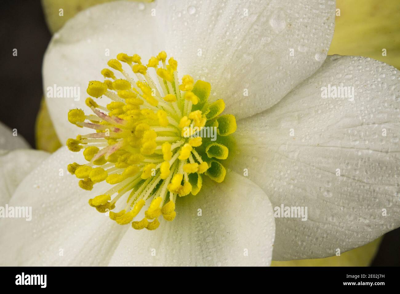 Nectaries hi-res stock photography and images - Alamy