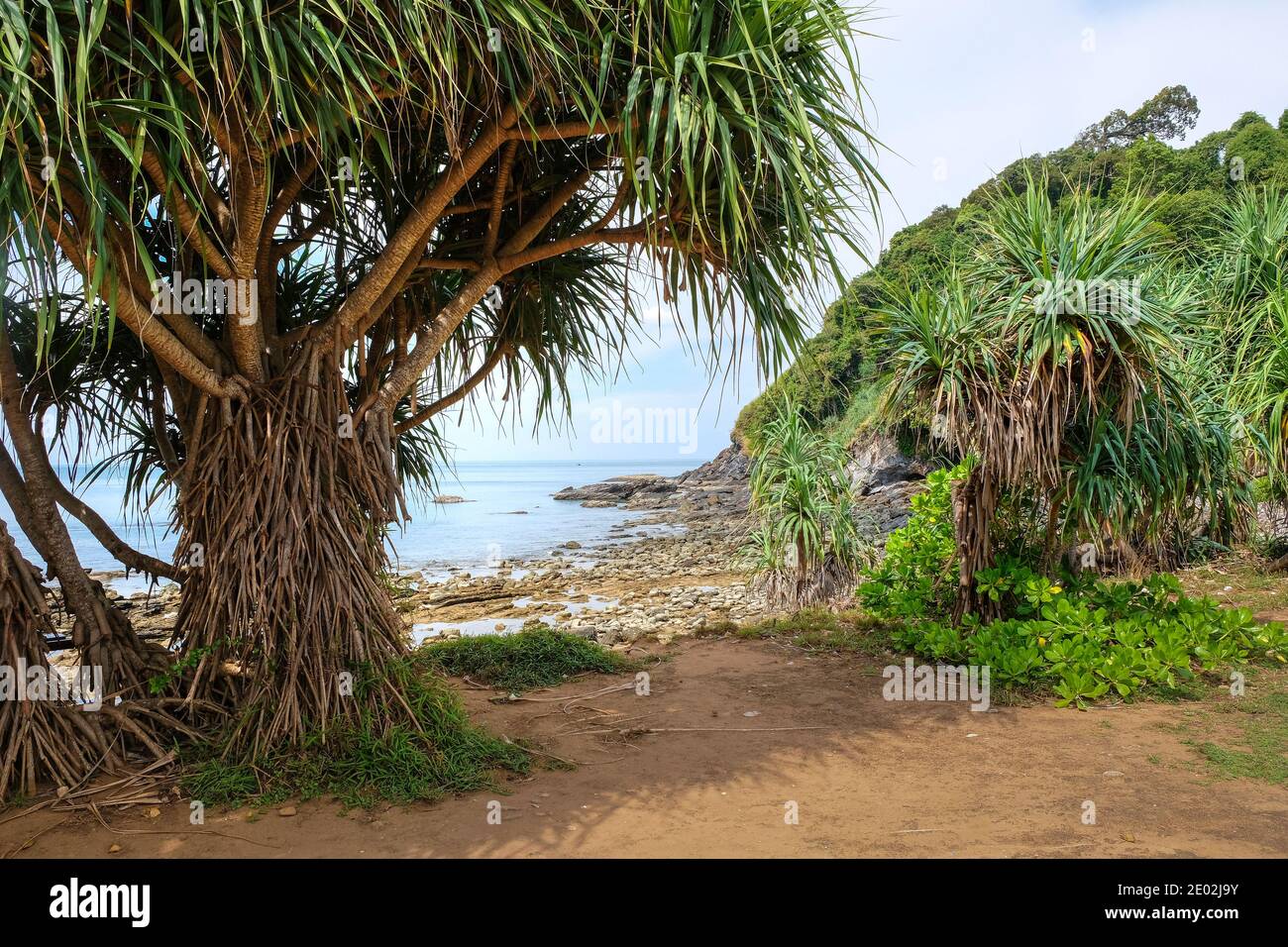 Pandanus trees on a rocky seashore. Koh Lanta, Thailand Stock Photo - Alamy