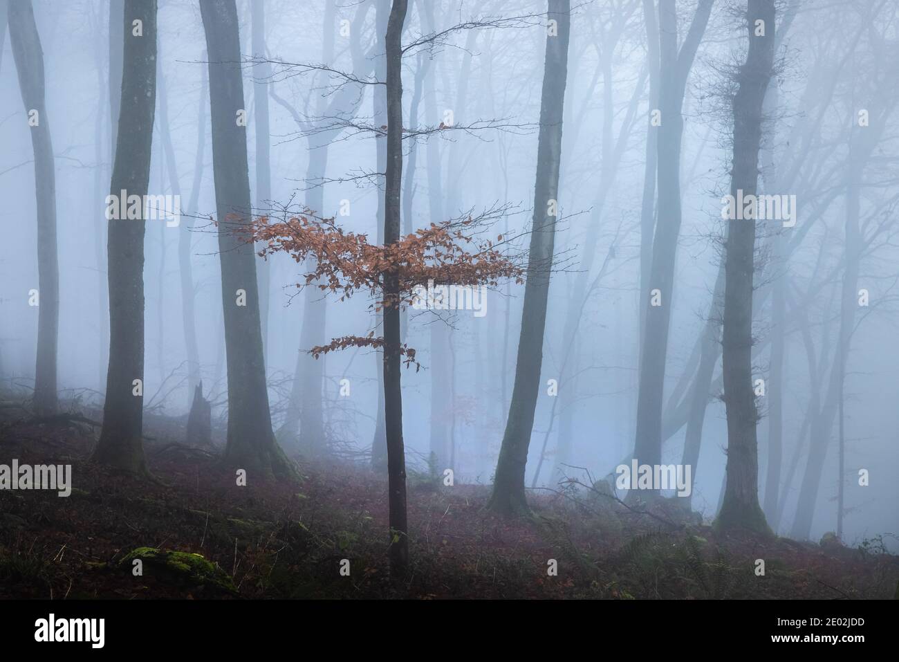 Beech Trees in a foggy forest in Dorset UK Stock Photo - Alamy