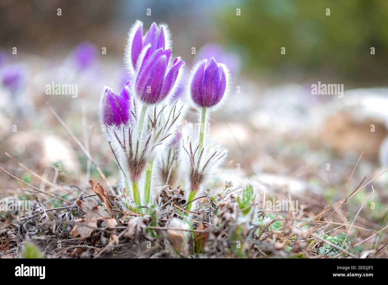 Beautiful purple pasque-flower closeup grows in a spring meadow Stock ...