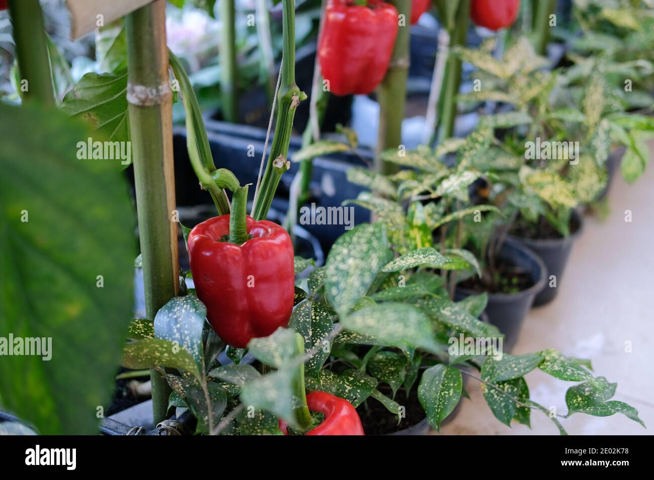 red sweet bell pepper plant growing in garden. peppers vegetable ...