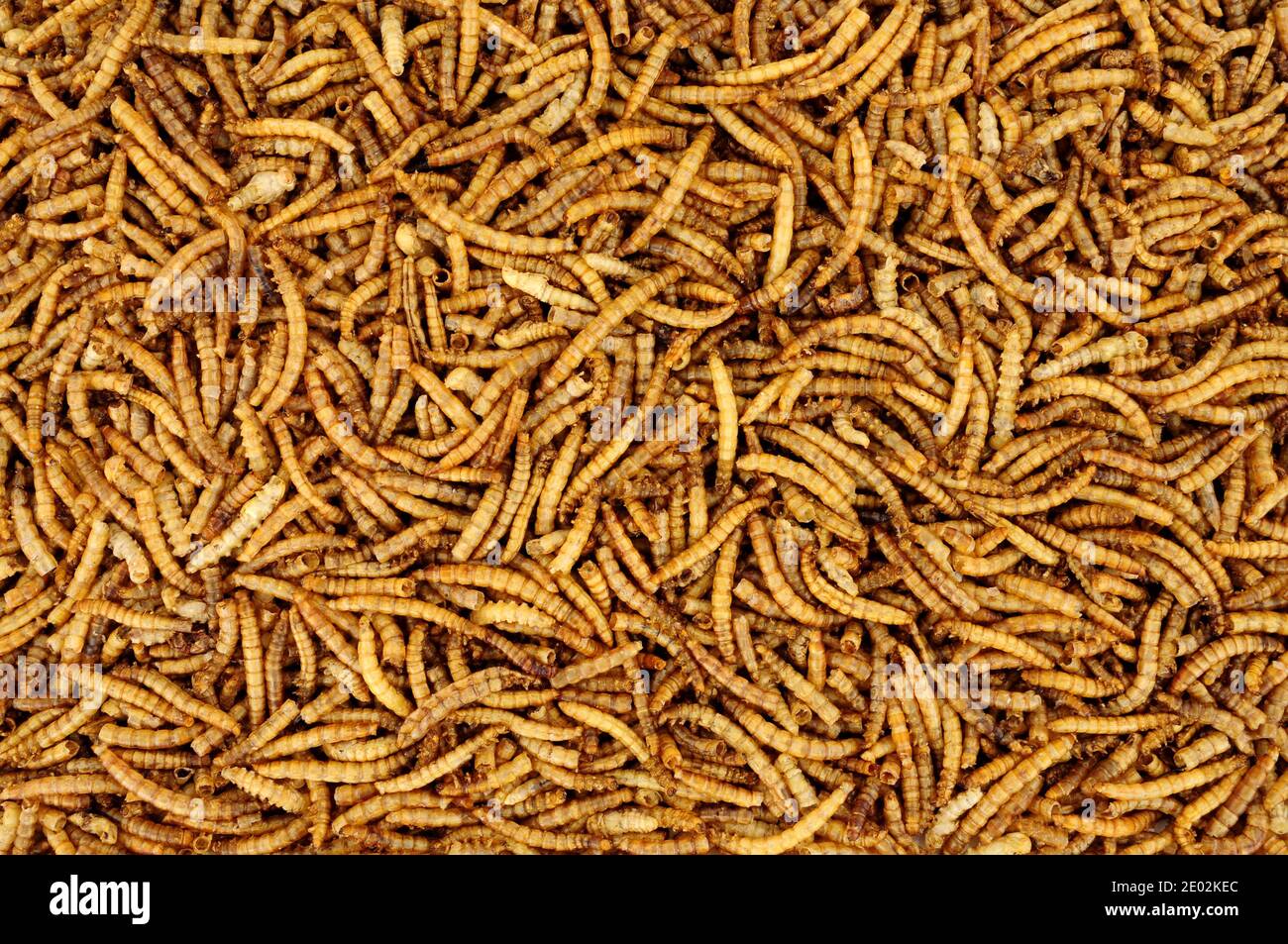 Dried mealworm larvae background used for pets and wild bird food Stock ...