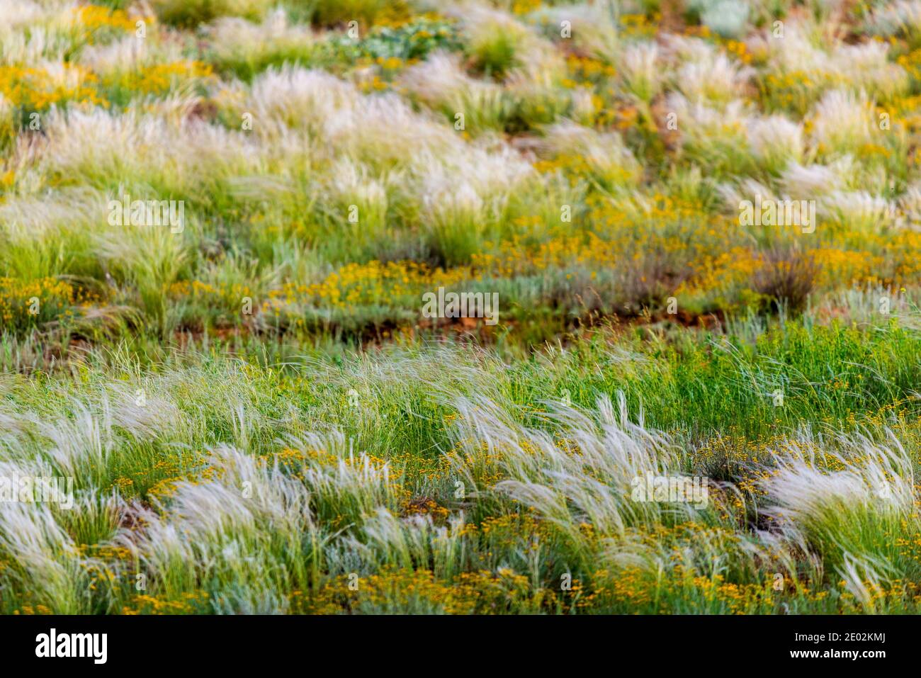 Spring landscape, field of feather grass under the blue sky Stock Photo ...