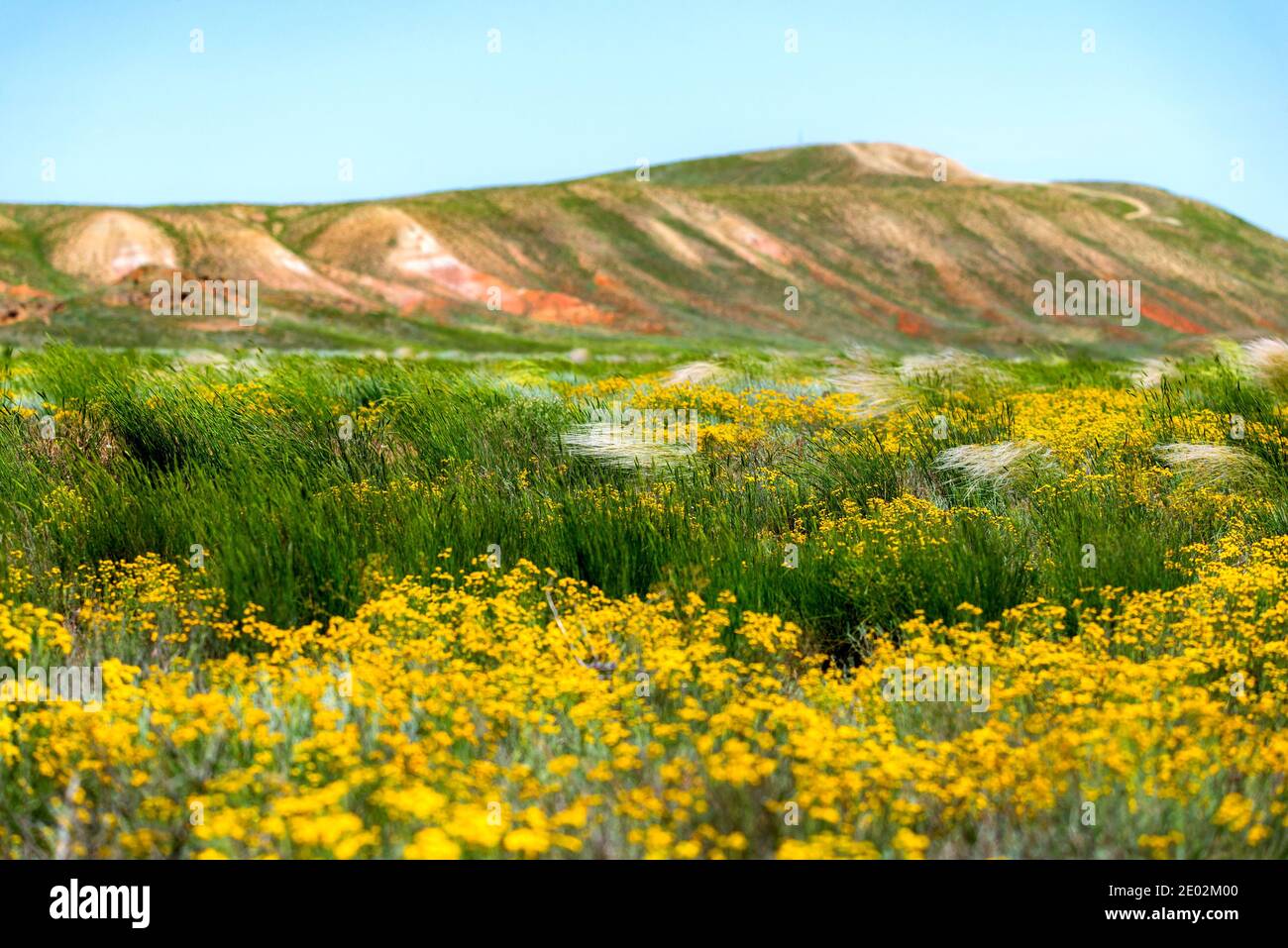 Eurasian steppe hi-res stock photography and images - Alamy