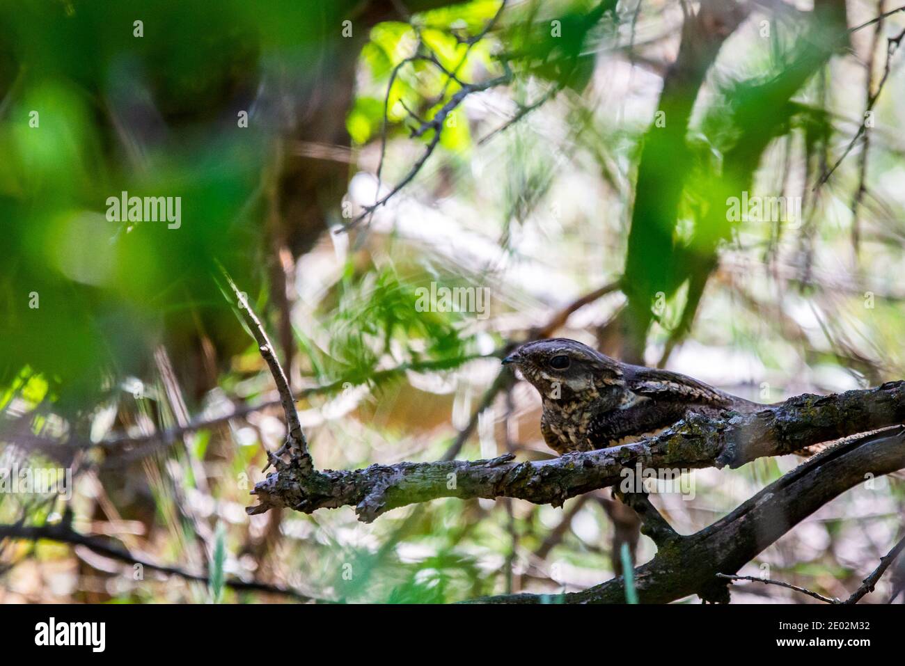 European nightjar nightjar caprimulgus europaeus hi-res stock photography and images - Alamy