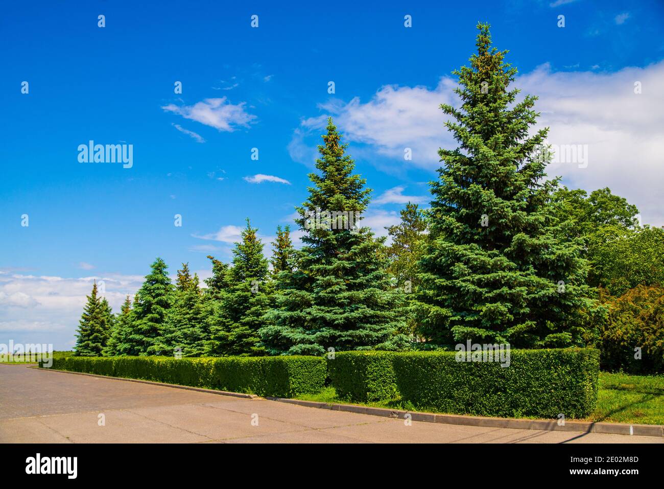 Row of fir trees hi-res stock photography and images - Alamy