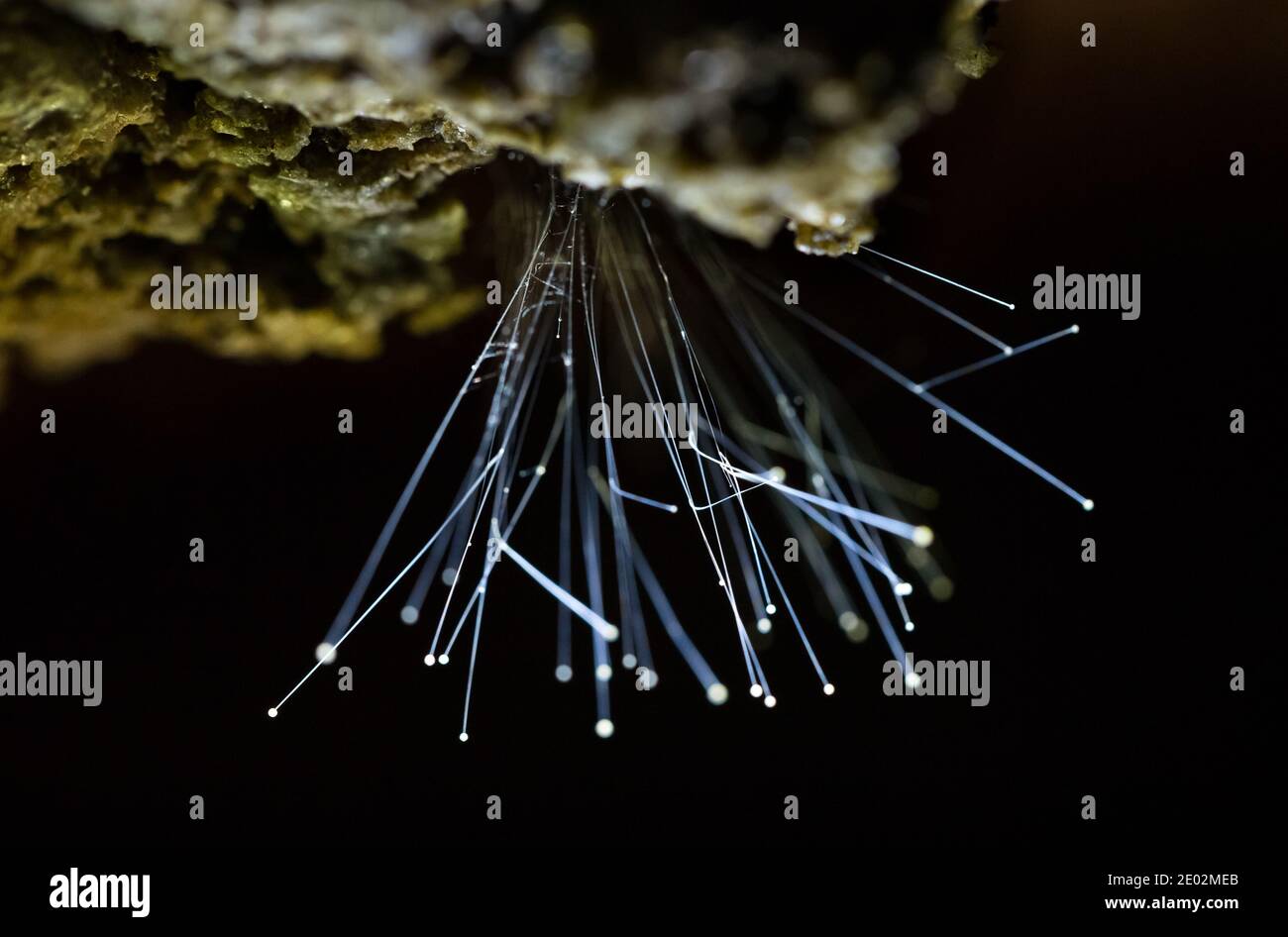 Pin mould growing on bat guano in a natural cave, Finland Stock Photo ...