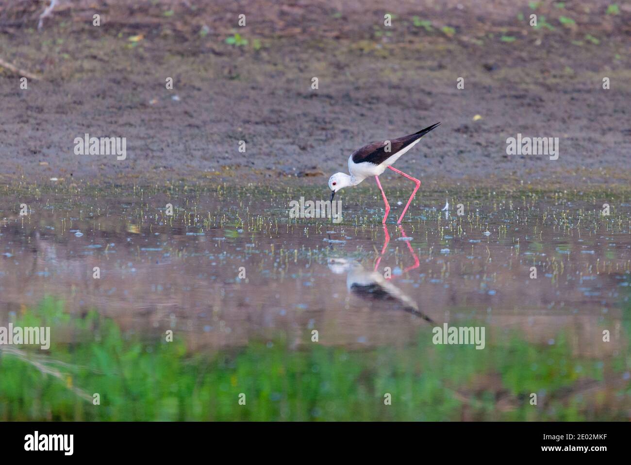 Bird birds stilts feather red hi-res stock photography and images - Alamy