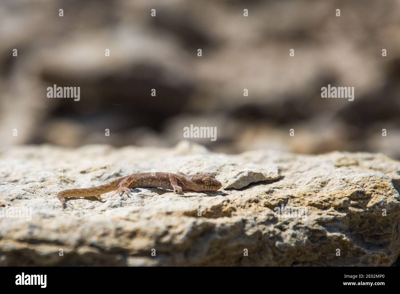 Even-fingered gecko genus Alcophyllex or squeaky gecko in wild nature ...
