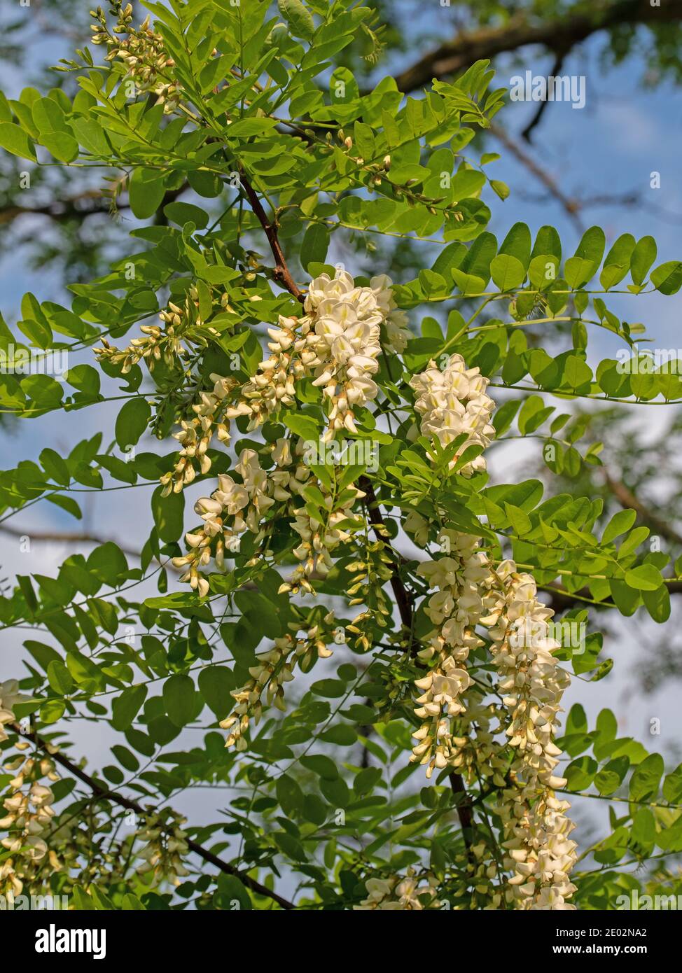 Blooming black locust, Robinia pseudoacacia, in spring Stock Photo - Alamy