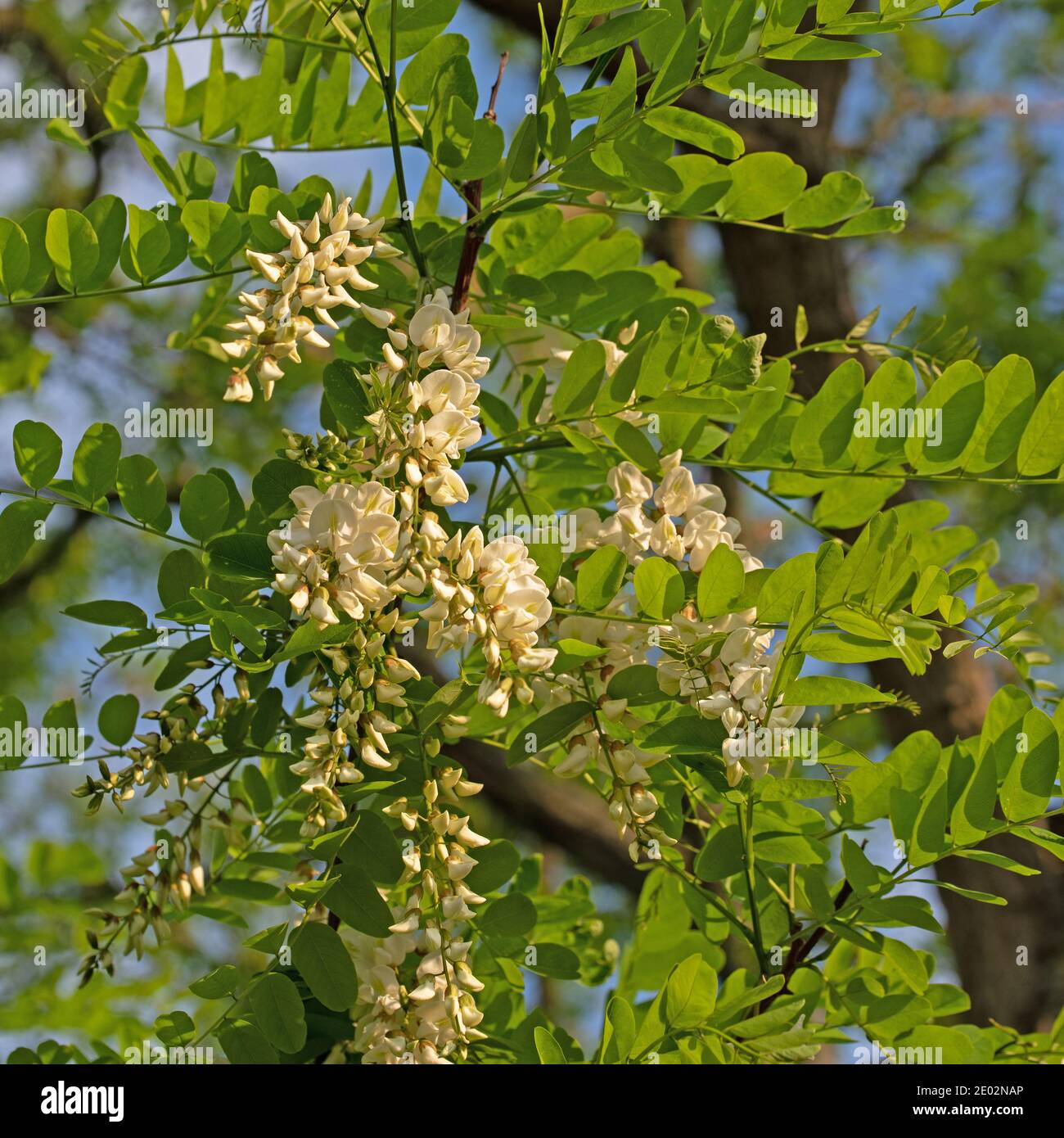 Black locust trees robinia pseudoacacia hi-res stock photography and ...