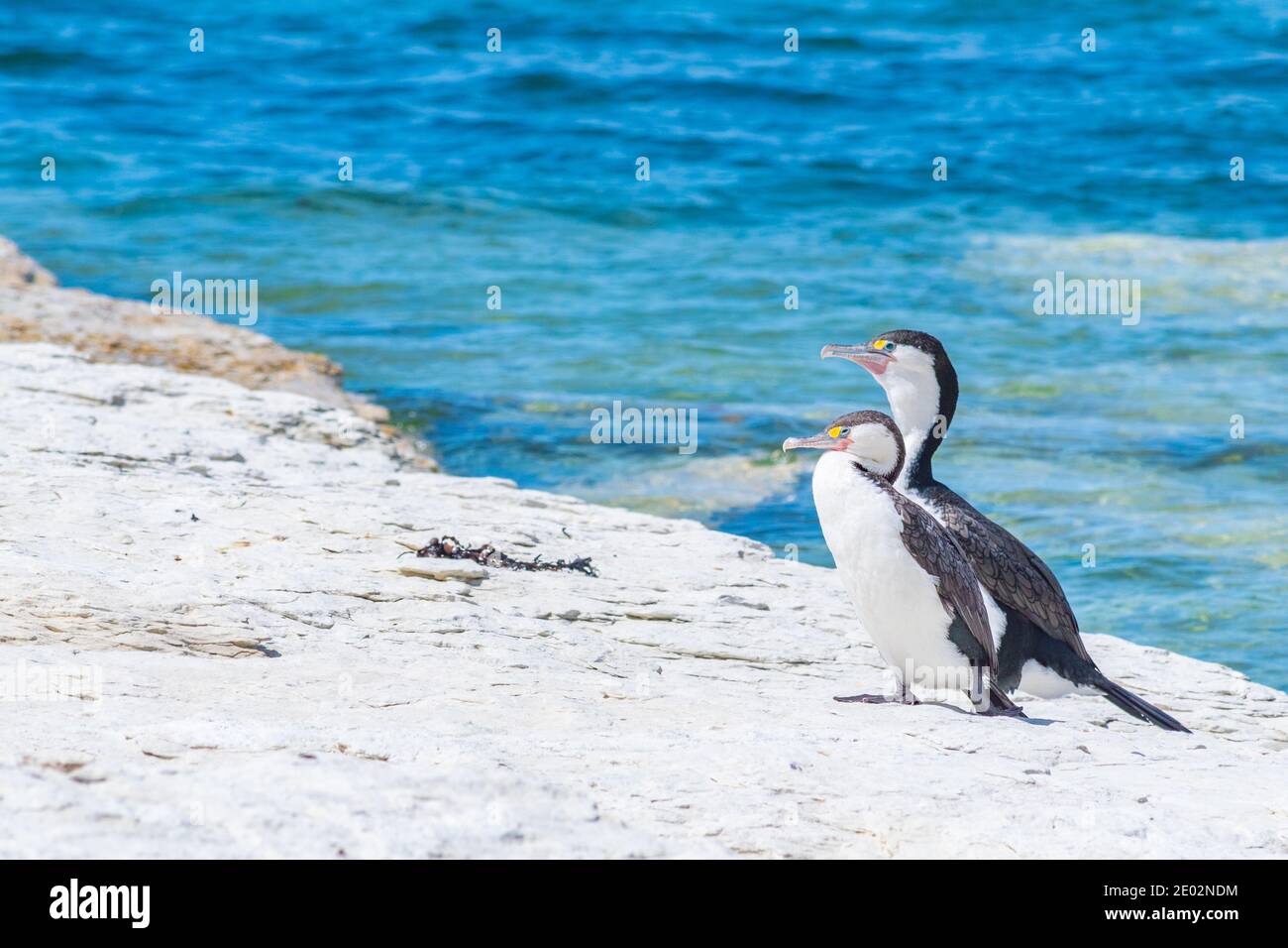 Shag valley hi-res stock photography and images - Alamy