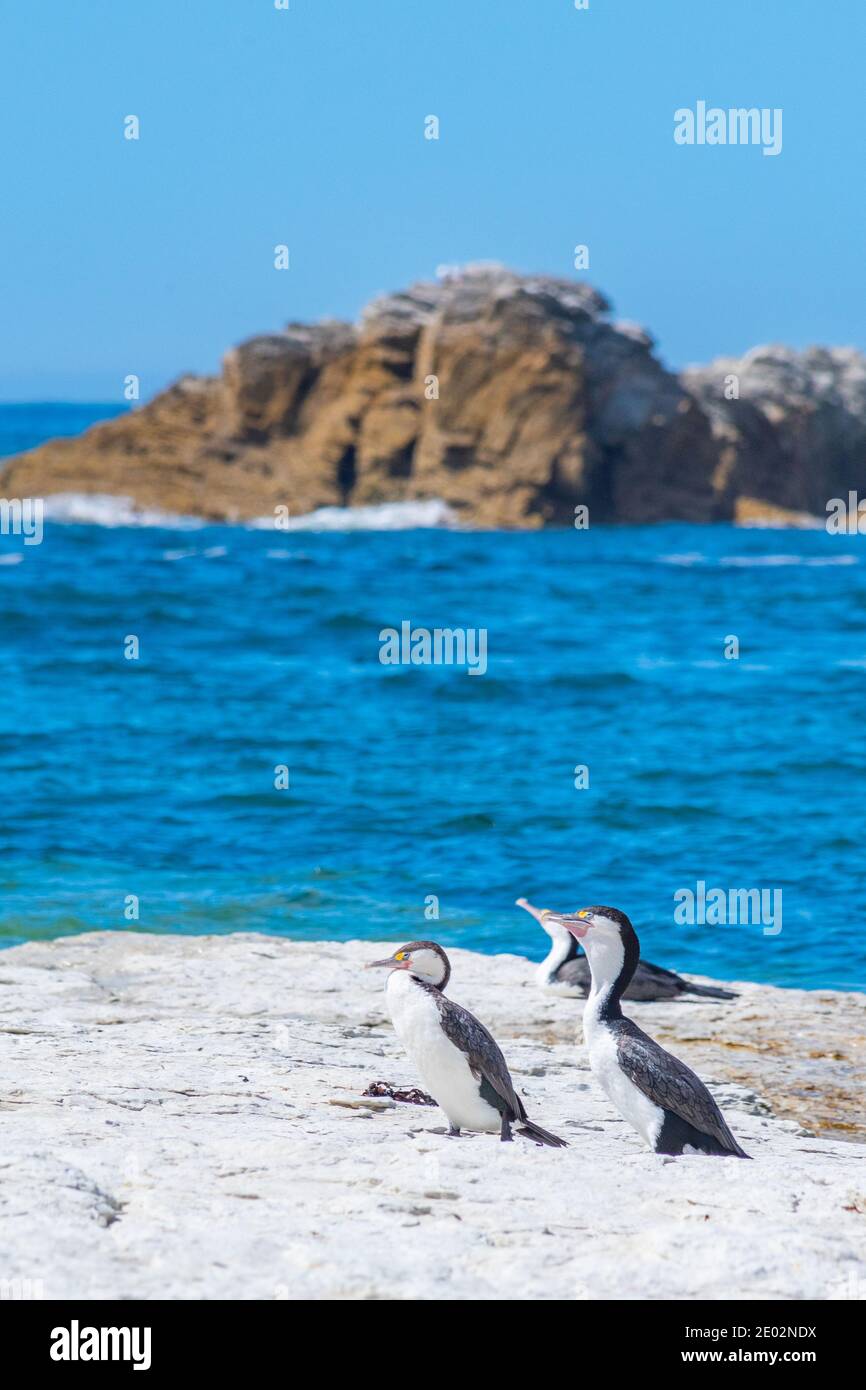 Shag valley hi-res stock photography and images - Alamy