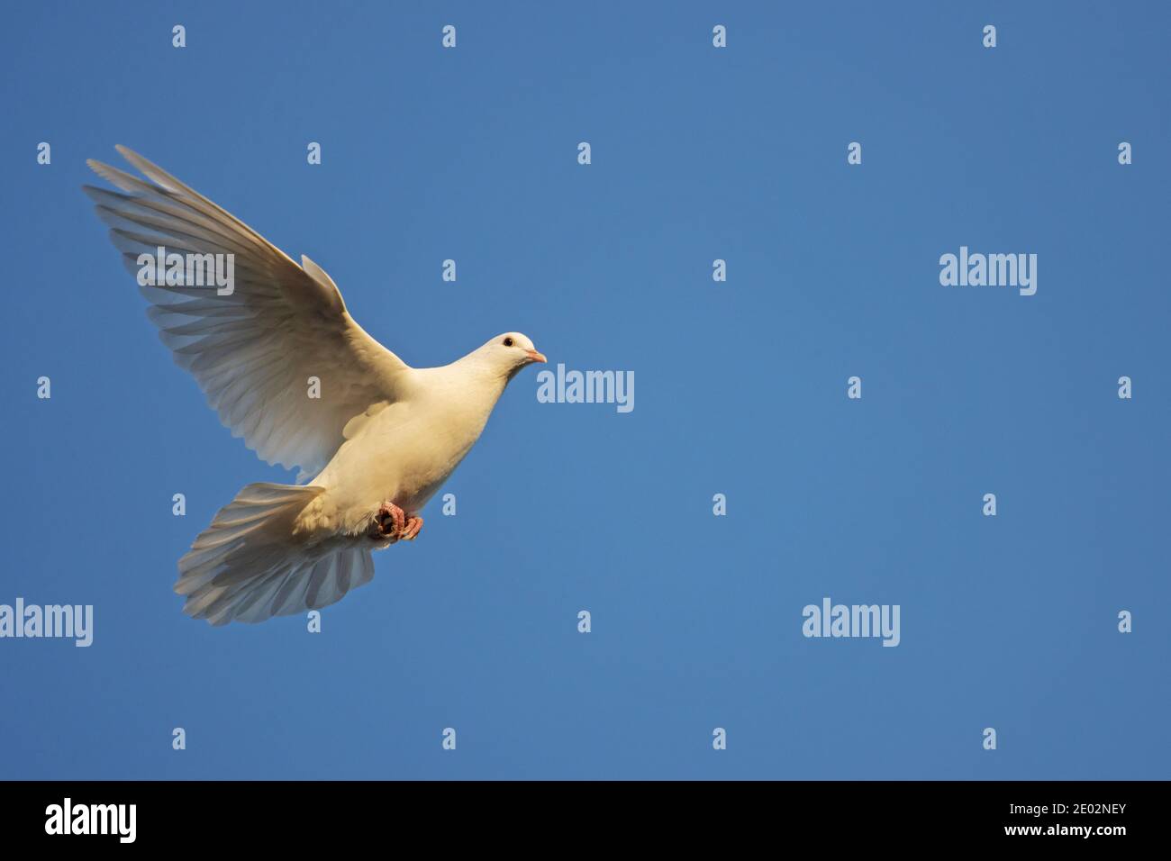 white dove in the sunset rays flies across the blue sky, bird Stock ...