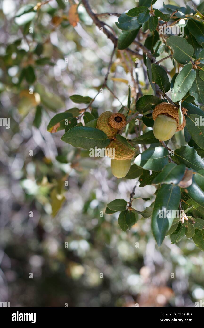 Canyon oak quercus chrysolepis hi-res stock photography and images - Alamy