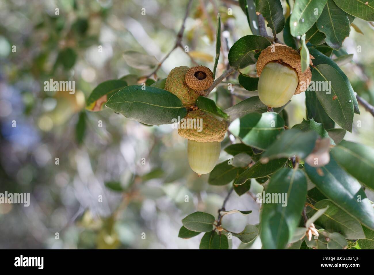 Protobalanus tribe hi-res stock photography and images - Alamy