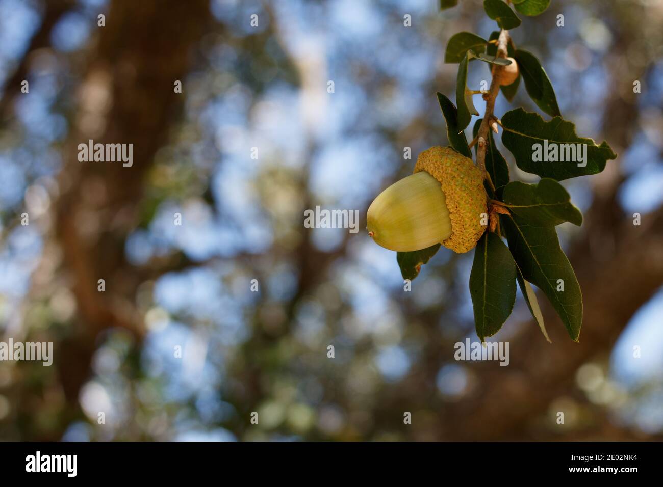 Green Immature Acorn Canyon Live Oak Quercus Chrysolepis Fagaceae Native Arborescent Shrub