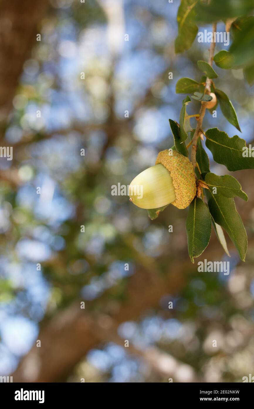 Canyon oak quercus chrysolepis hi-res stock photography and images - Alamy