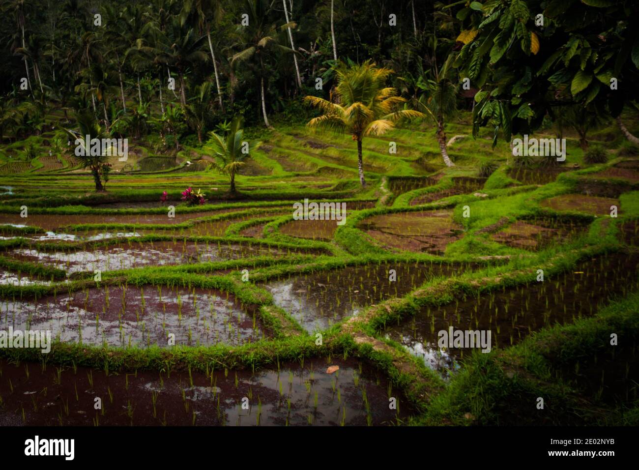 Rice cultivation using the traditional Balinese subak irrigation system at Jatiluwih Rice ...