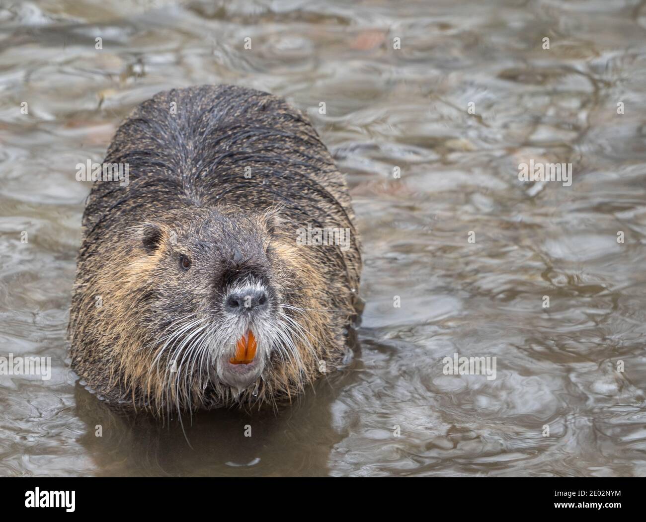 A nutria swimming hi-res stock photography and images - Alamy