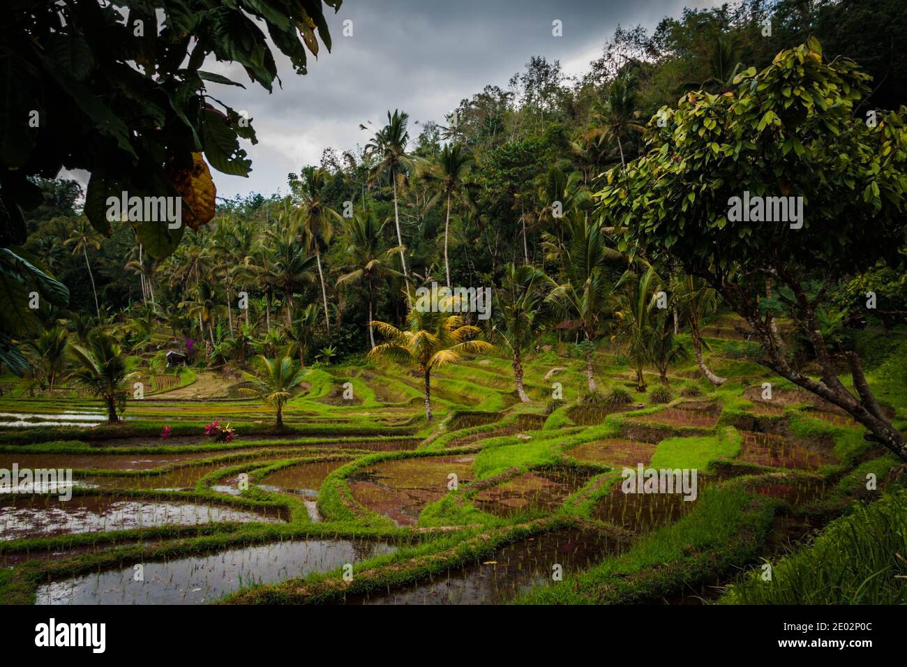 Rice cultivation with subak irrigation system at Jatiluwih Rice Terrace ...