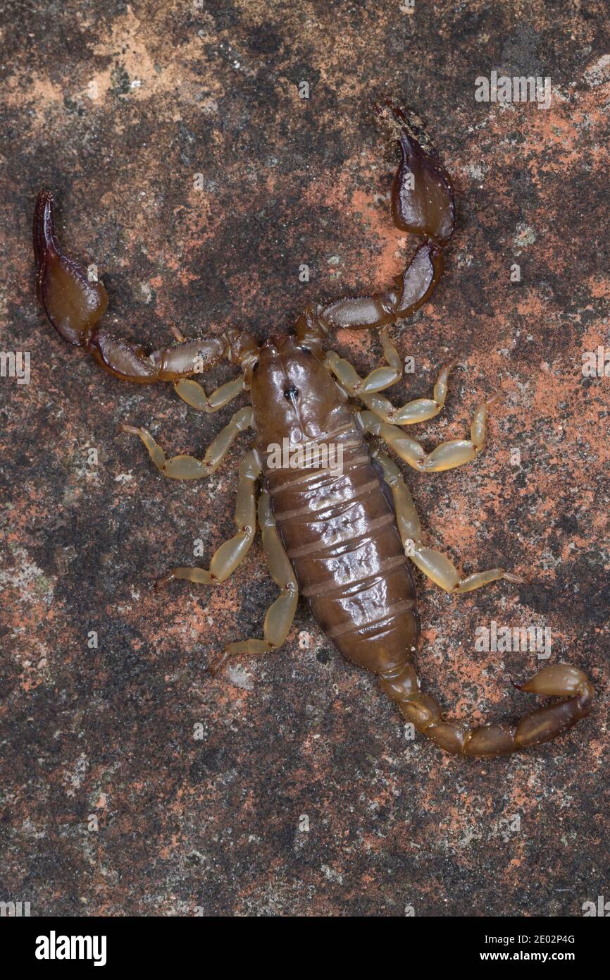 Skorpion hi-res stock photography and images - Alamy