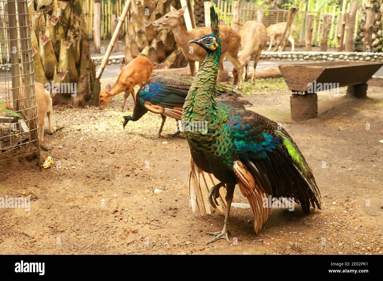 Close up view of The African peacock a large and brightly coloured bird ...