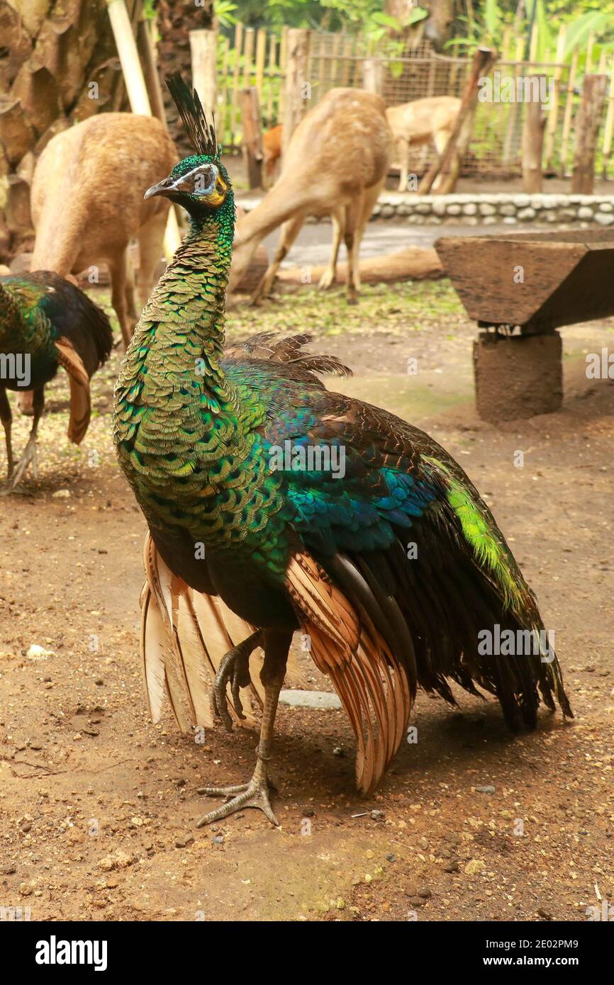 African peafowl hi-res stock photography and images - Alamy
