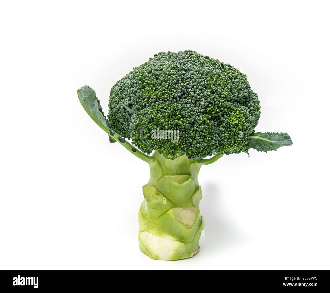 Fresh broccoli vegetable isolated on white background. vegan food ...