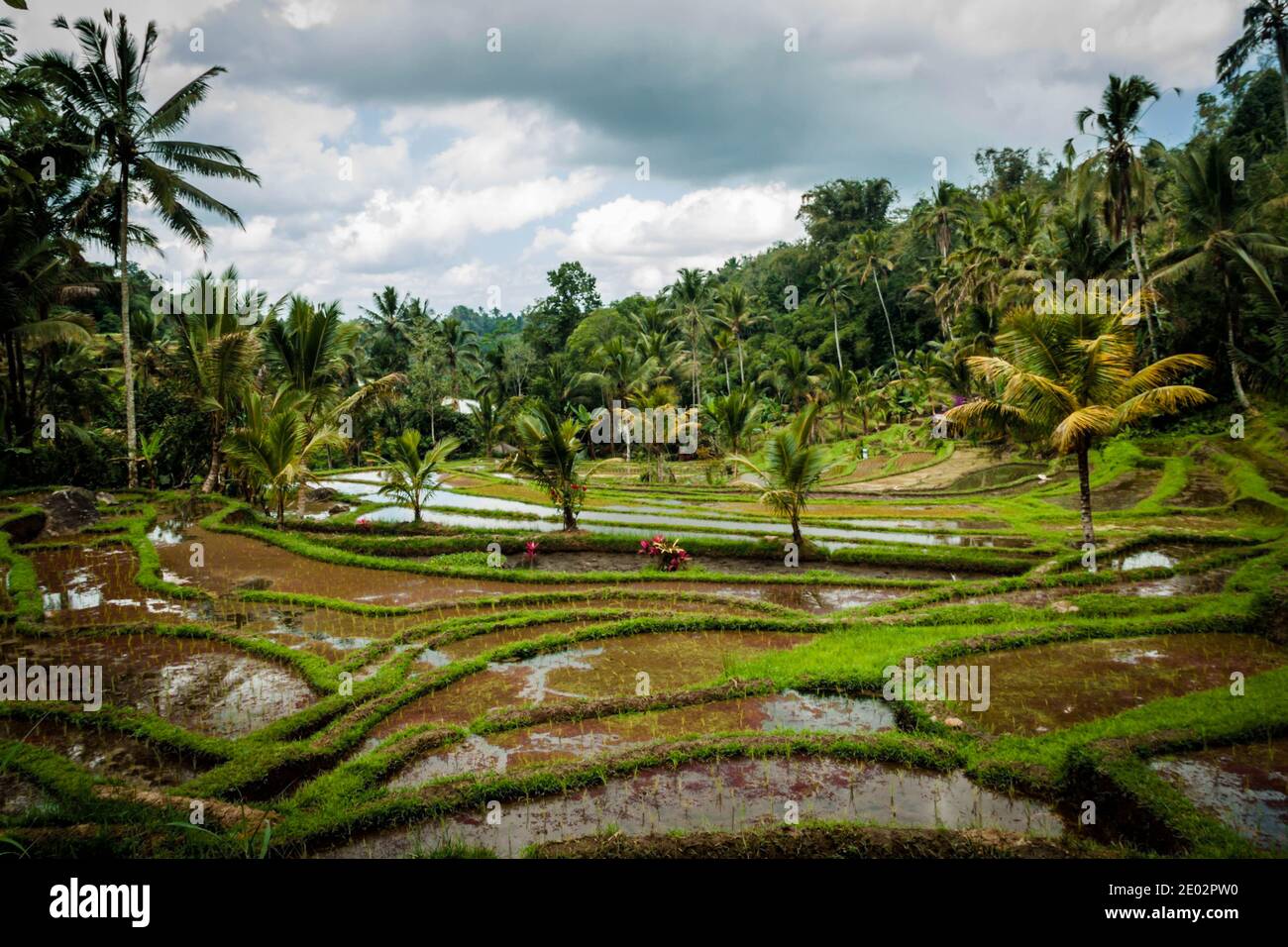 A wide angle image of the rice terraces where subak irrigation system ...