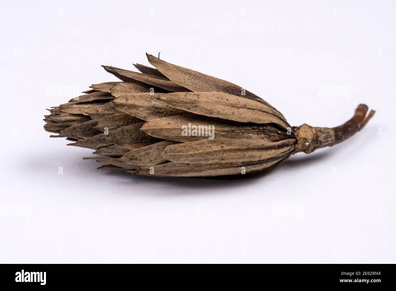 Liriodendron tulipifera seed hi-res stock photography and images - Alamy